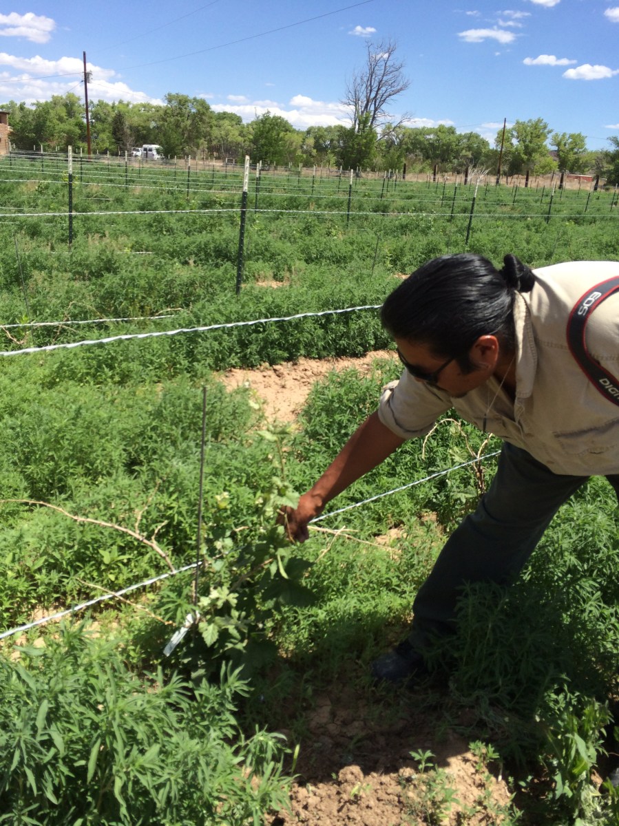 Nambe Pueblo Community Farm, Vineyard, and Buffalo Program – From ...