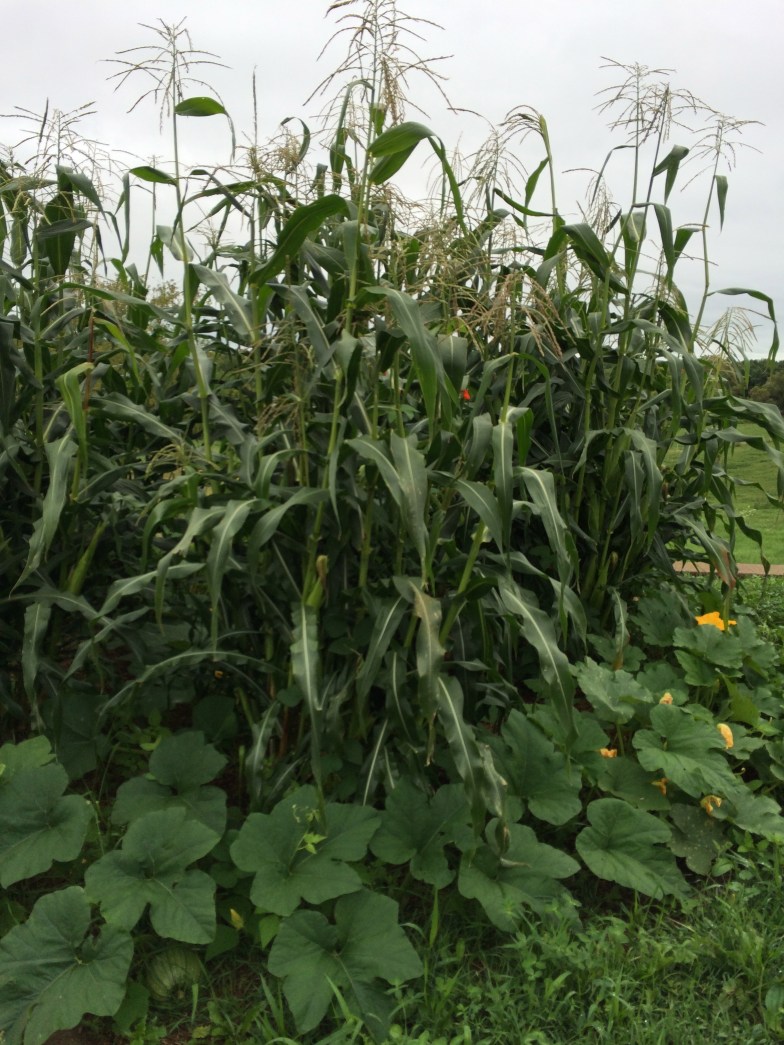 Tsyunhehkw^, Oneida Nation, Wisconsin – From Garden Warriors to Good ...